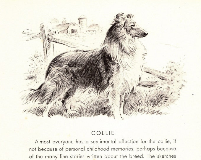 1940s Vintage Collie Print Wall Art Decor Morgan Dennis Collie - Etsy