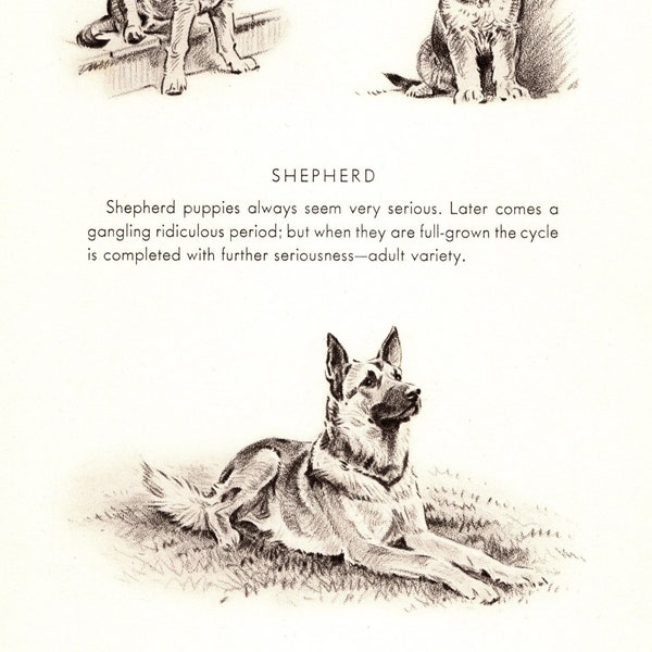 Shepherd Print - Etsy