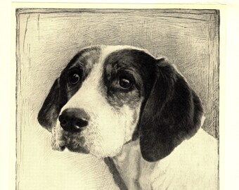 1935 Antique Collie Print Wall Art Decor Lovely Malcolm Nicholson ...