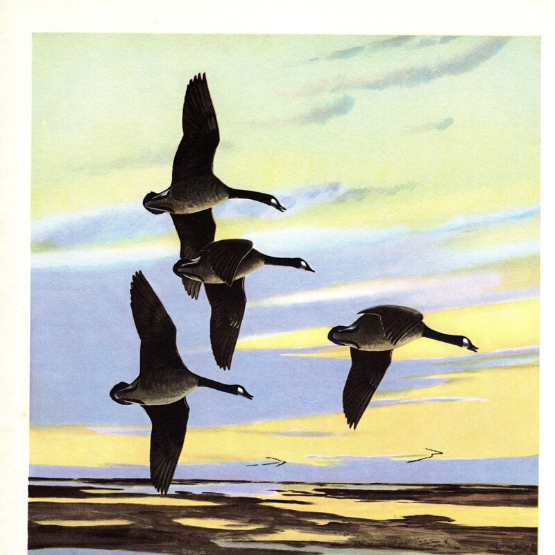 Canada Geese Art - Etsy