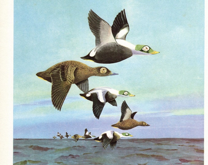 Duck Art Bird Wall Art Waterfowl Paintings Giclee Wall Art Vintage Duck ...