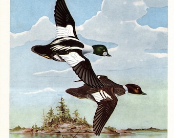 Vintage Black Duck Print Wall Art Decor 1950s Bird Print Duck Hunting ...