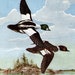 Vintage Goldeneye Duck Print Wall Art Decor 1950s Bird Print Duck ...