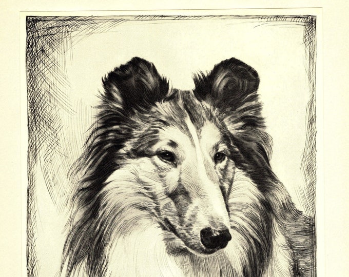 1935 Antique Collie Print Wall Art Decor Lovely Malcolm Nicholson ...