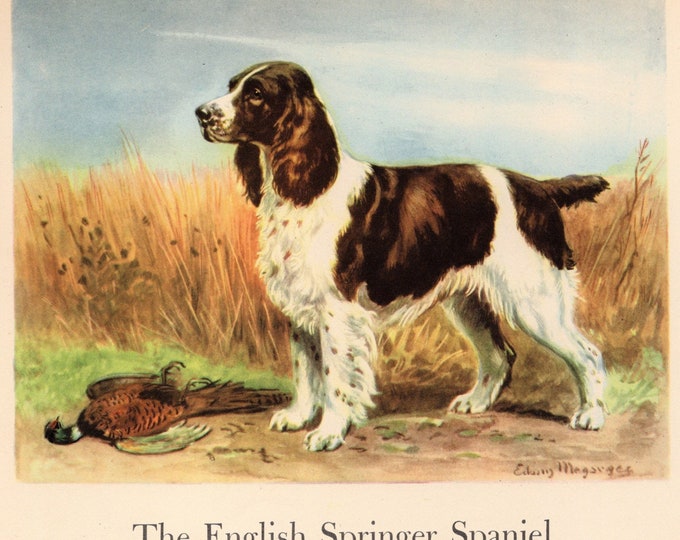 1942 Antique English SPRINGER SPANIEL Dog Print Vintage Edwin - Etsy