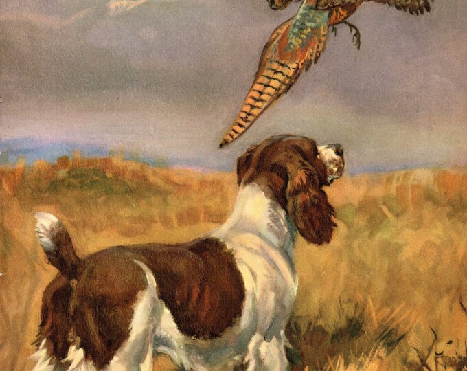 Vintage Springer Spaniel Print Wall Art Decor Edwin Megargee - Etsy