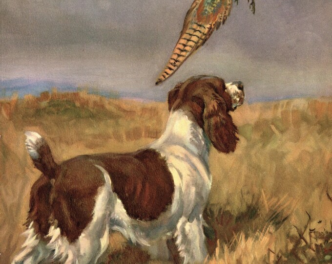 Vintage Springer Spaniel Print Wall Art Decor Edwin Megargee Springer ...
