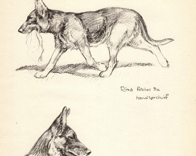 Antique German Shepherd Dog Art Print 1935 Vintage German Shepherd ...