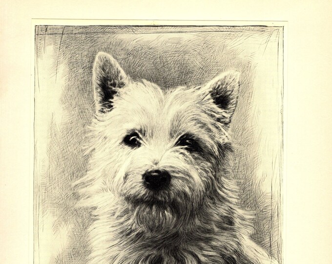 1935 Antique West Highland White Terrier Print Wall Art Decor Lovely ...