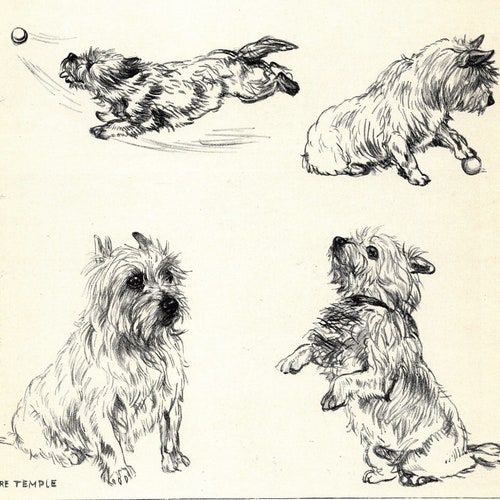 1930's Antique Cairn Terrier Print Wall Decor Champion - Etsy
