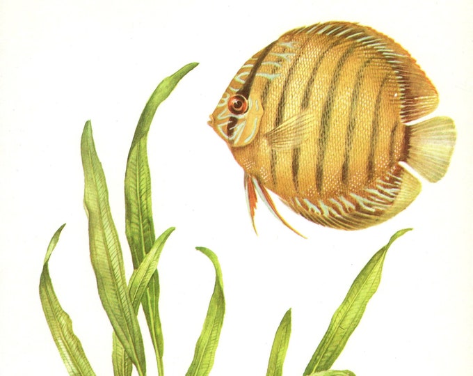 Vintage Tropical Fish Print Brown Discus Fish Art Illustration Ocean ...