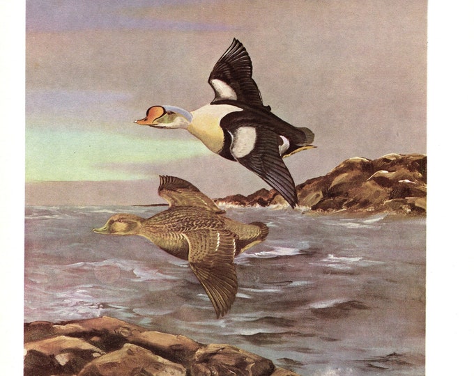 Duck Art Bird Wall Art Waterfowl Paintings Giclee Wall Art Vintage Duck ...