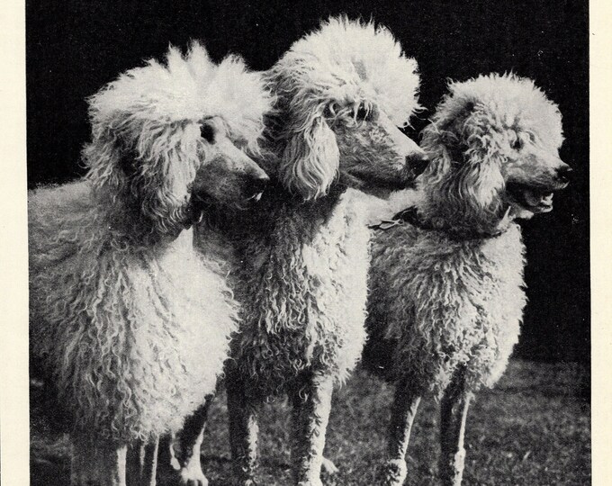1930's Antique POODLE Dog Print Phidgity Kennels Poodles - Etsy