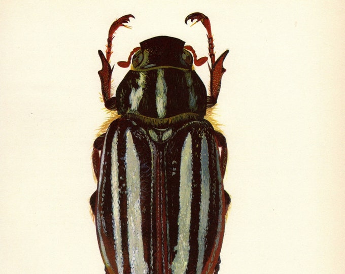 Vintage June Bug Beetle Print Gallery Wall Art Insect Print June Bug ...