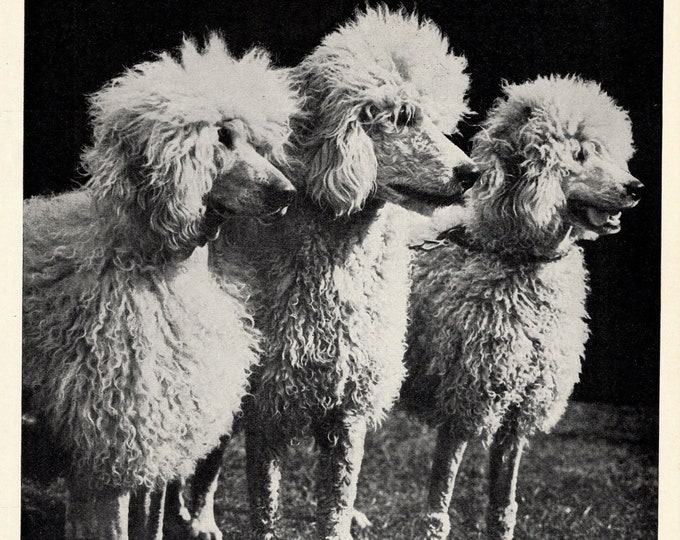 1930's Antique POODLE Dog Print Phidgity Kennels Poodles - Etsy