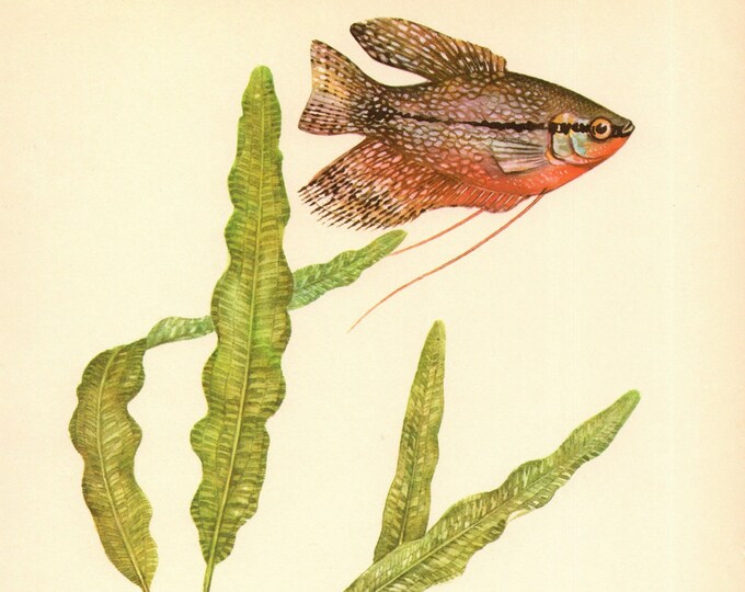 Vintage Tropical Fish Print Pearl Gourami Fish Art Beach Wall - Etsy