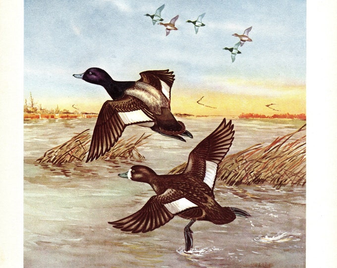 Duck Art Bird Wall Art Waterfowl Paintings Giclee Wall Art Vintage Duck ...