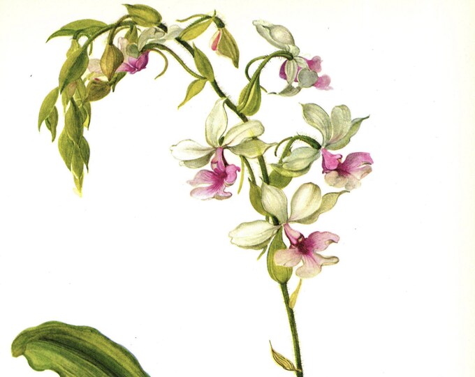 Vintage Botanical Orchid Print White Flower Wall Art Cottage | Etsy