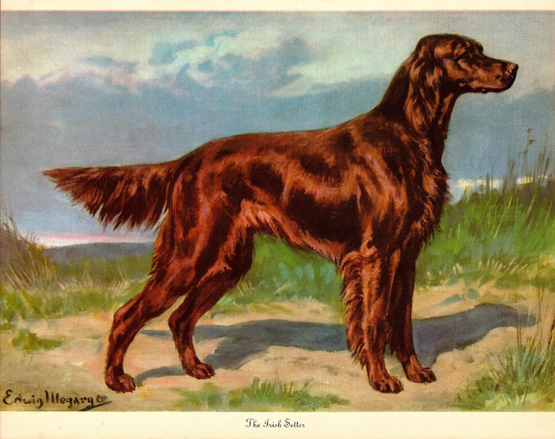 Antique IRISH SETTER Print Wall Art Decor Vintage 1942 Edwin Megargee ...