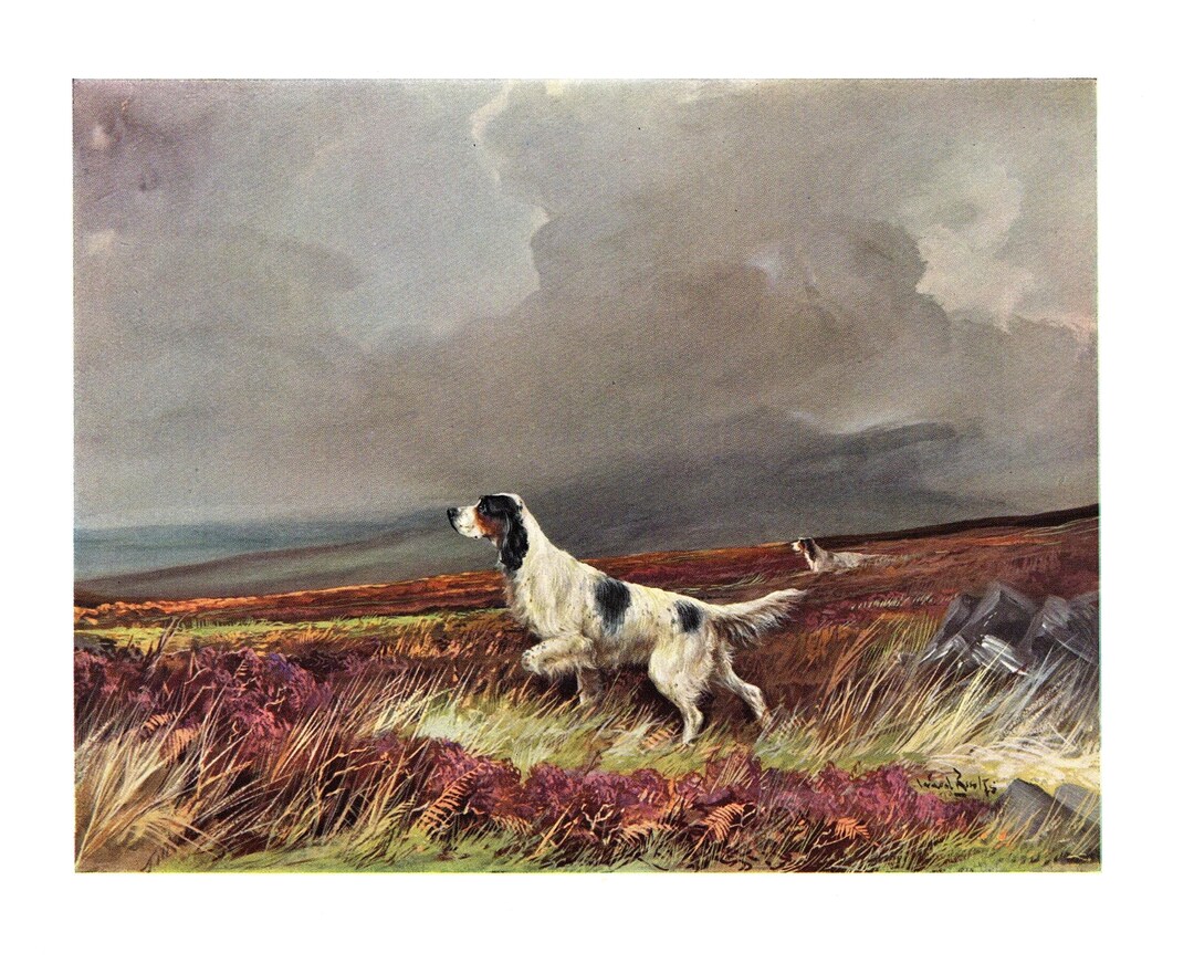 Antique English Setter Print Wall Art Decor Ward Binks English Setter ...