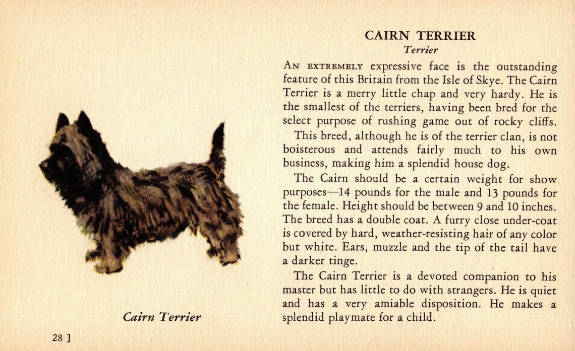 Tiny Cairn Terrier Print 1939 MINIATURE Size Cairn Terrier Illustration ...