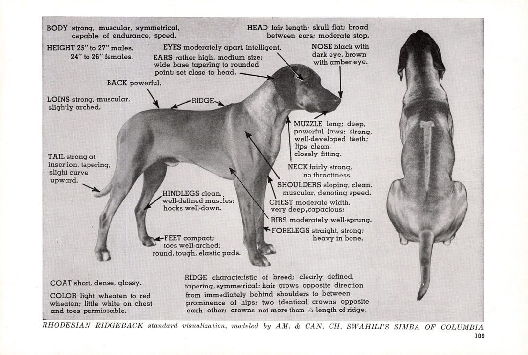 Vintage RHODESIAN RIDGEBACK Print Champion Swahilis Simba of Columbia ...