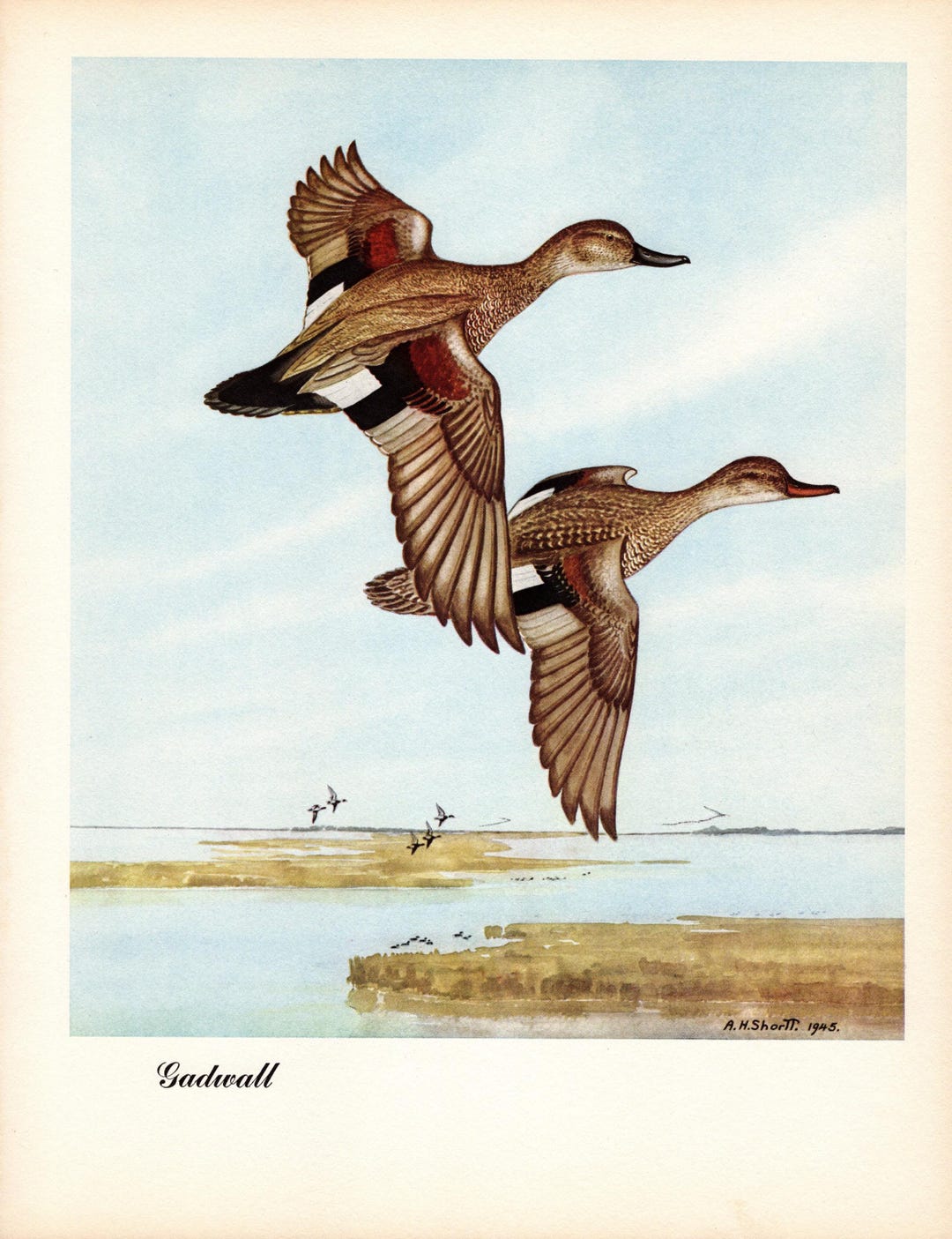 Vintage Gadwall Duck Print Wall Art Decor 1950s Duck Bird Print Duck ...