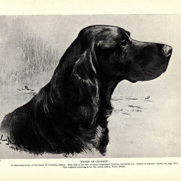 Gordon Setter - Etsy