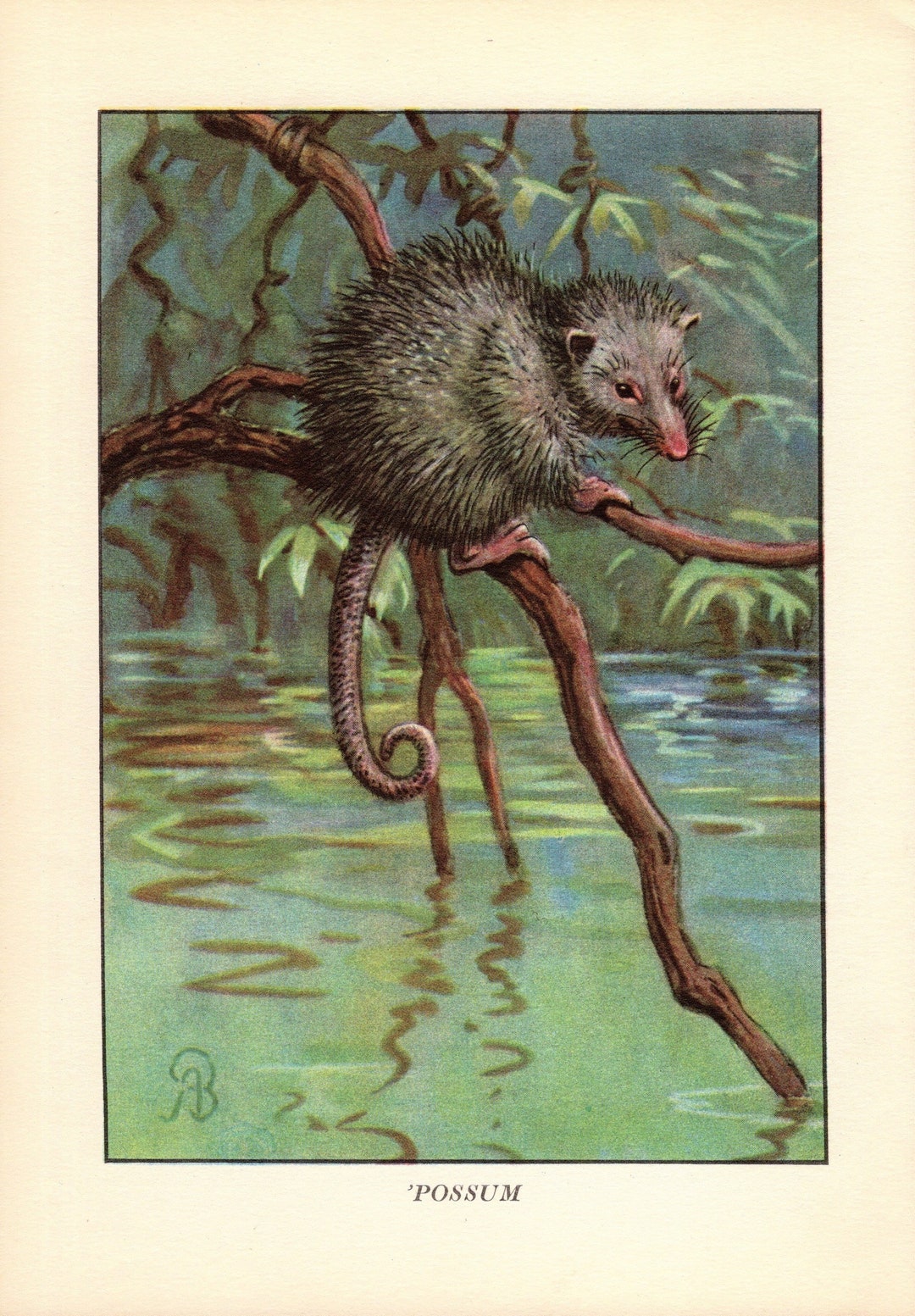 Antique Possum Print Wall Art Decor Vintage Possum Art - Etsy