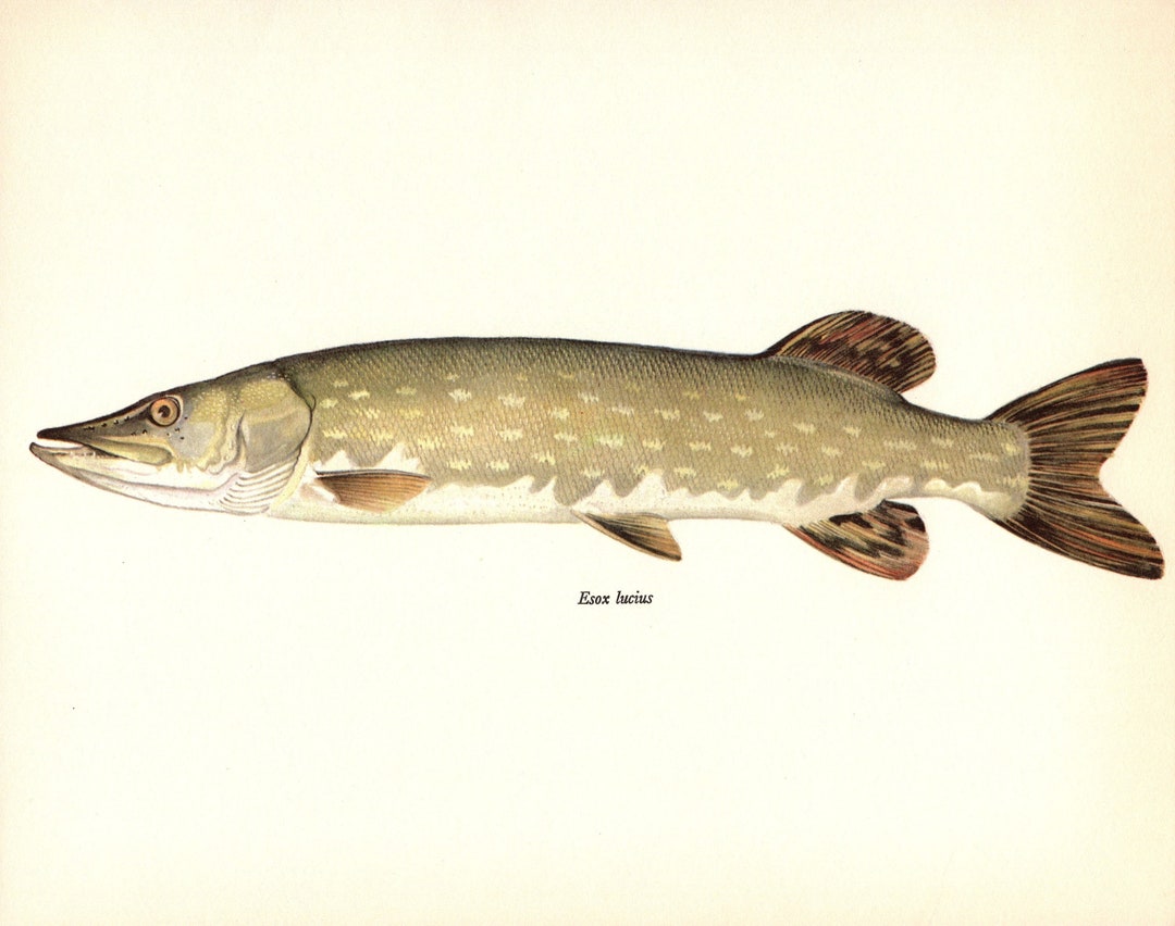 Vintage Common Pike Fish Print Fish Wall Art Fishing Lodge Beach House ...