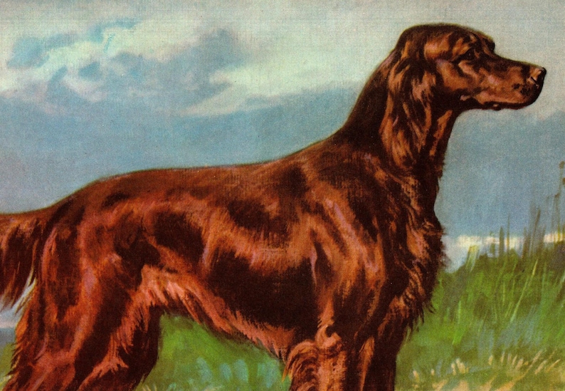 Antique IRISH SETTER Print Wall Art Decor Vintage 1942 Edwin Megargee ...