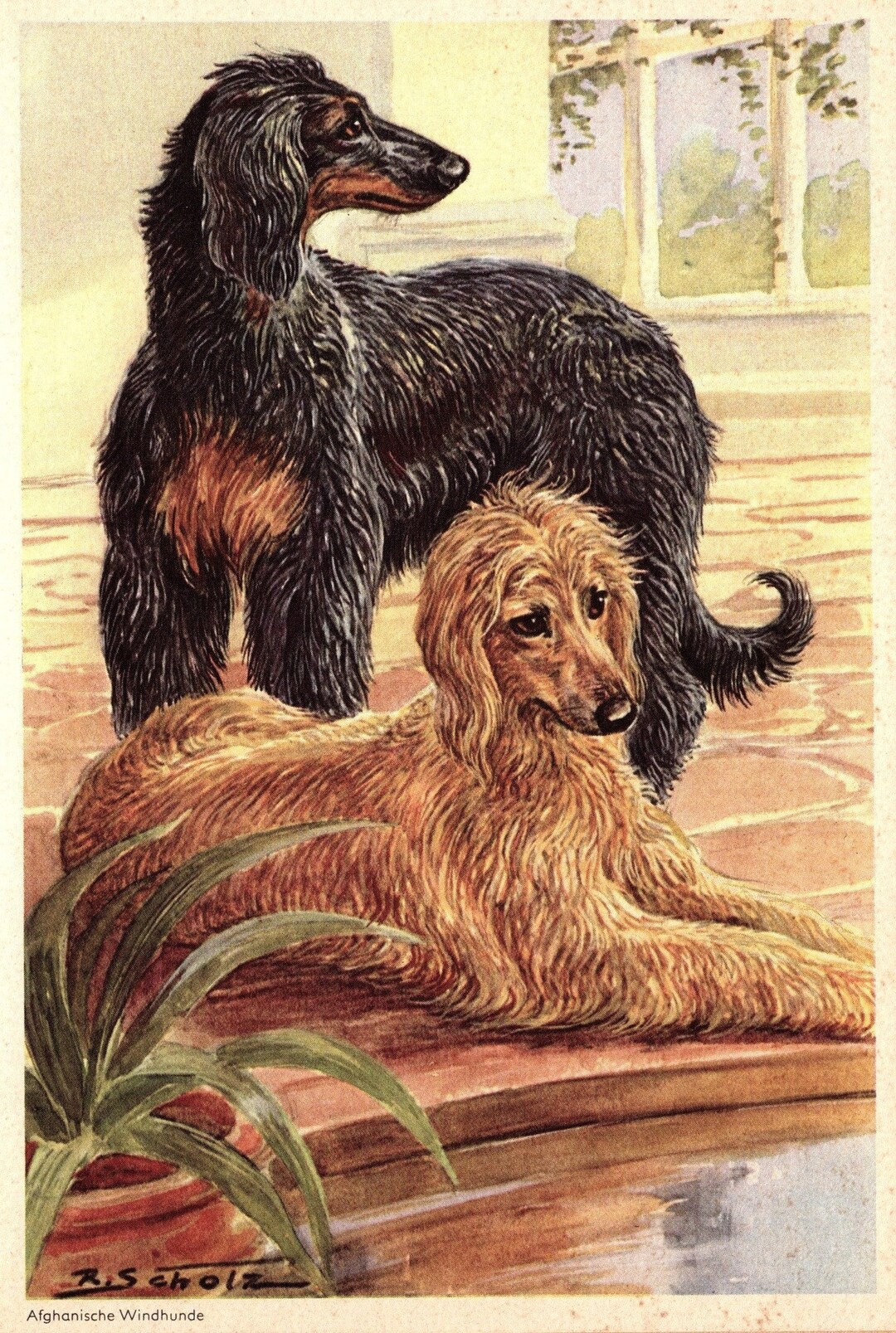 Vintage Afghan and Saluki Hound Print Wall Art Decor Scholz Afghan and Saluki Art Illustration ...