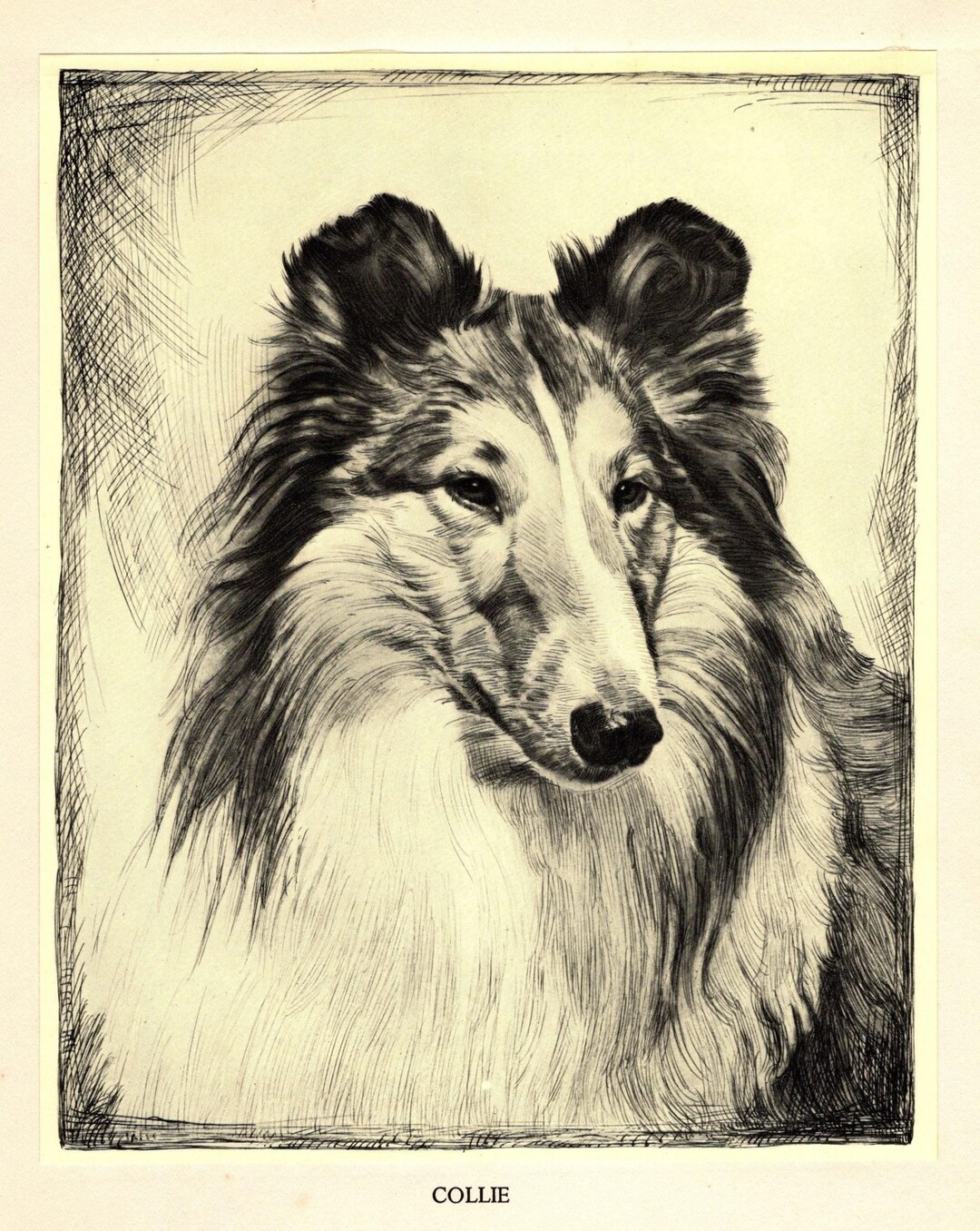 1935 Antique Collie Print Wall Art Decor Lovely Malcolm Nicholson ...