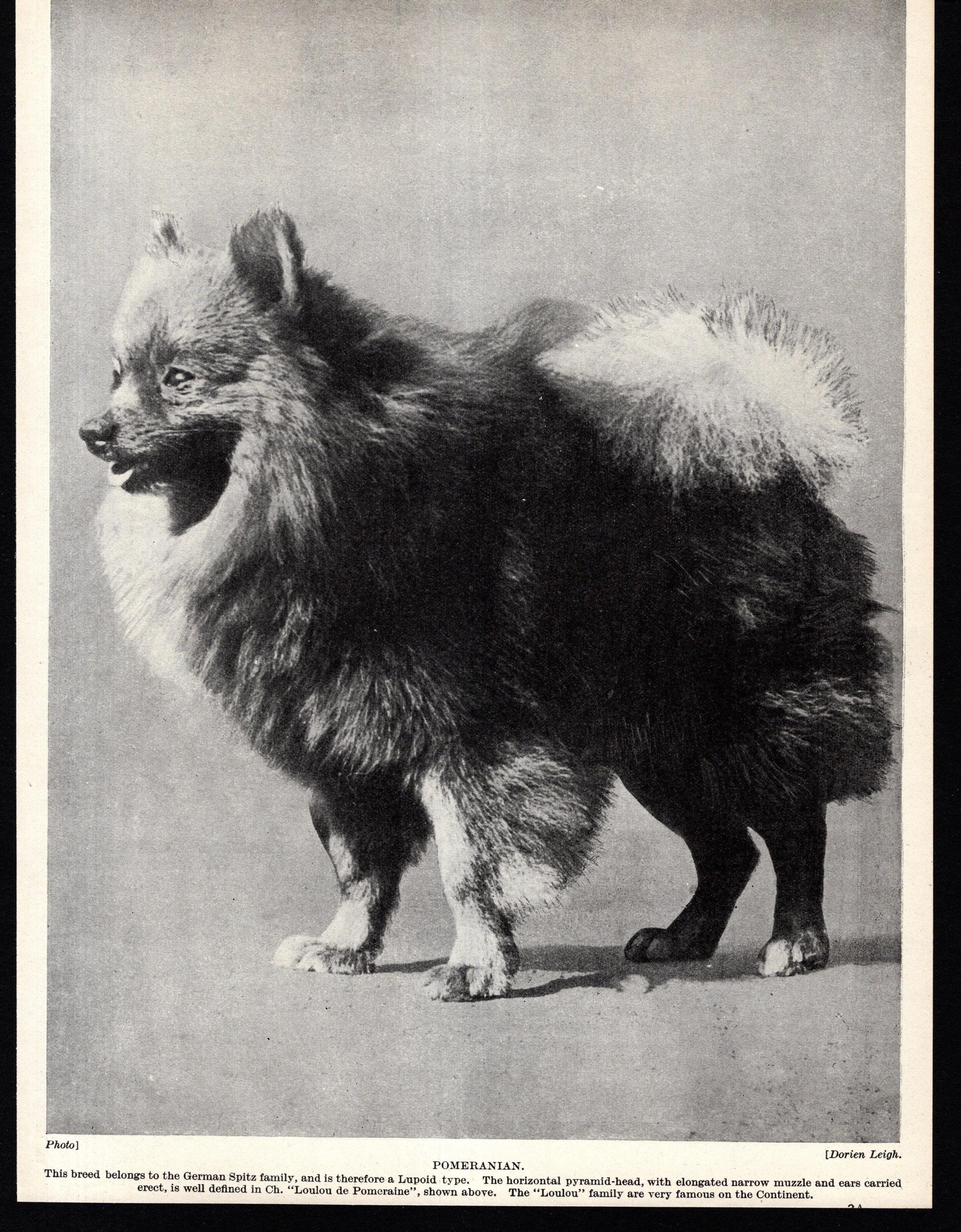 1930's Antique Pomeranian Print Gallery Wall Decor Champion Loulou De ...