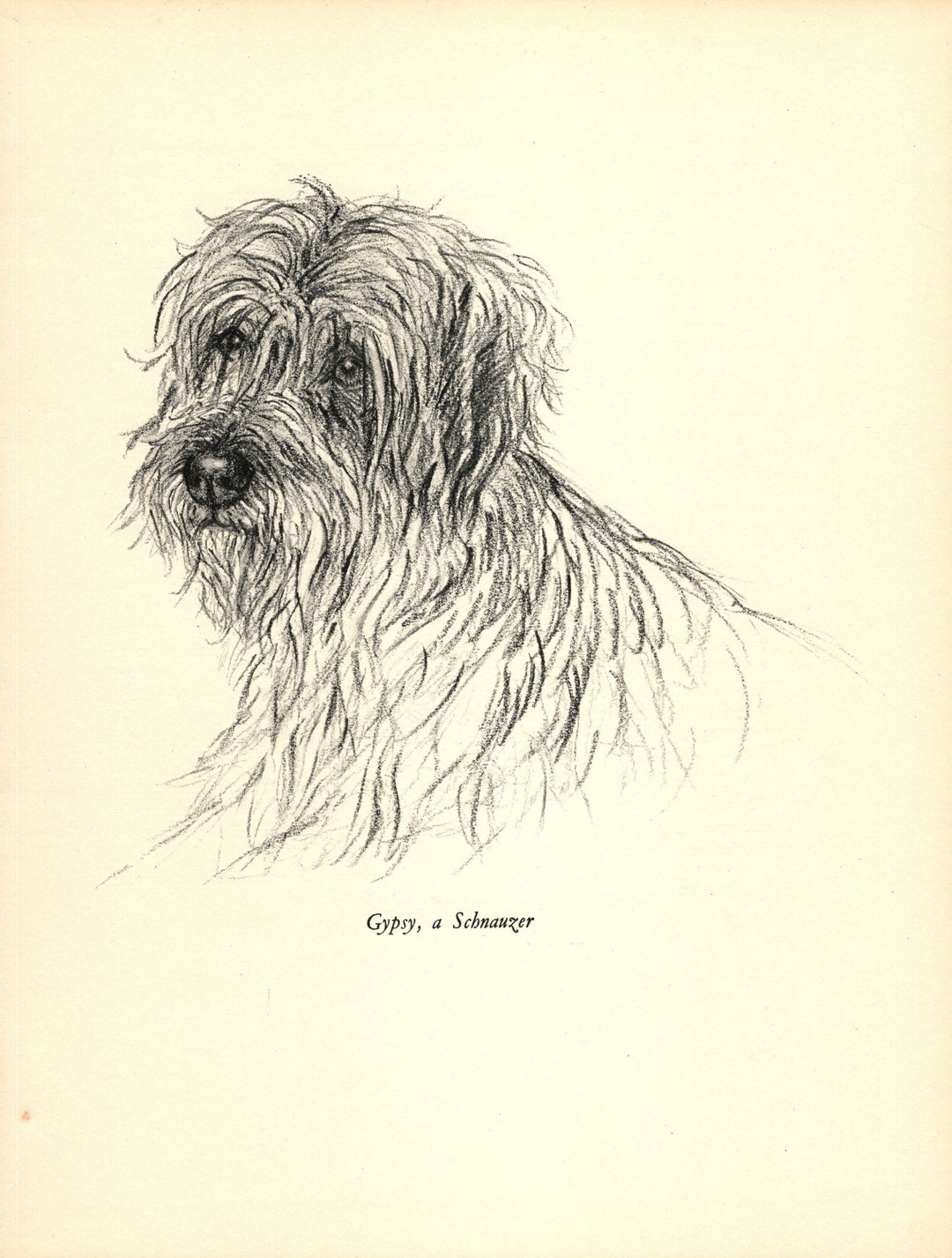 Antique Schnauzer Print Wall Art Decor 1938 K Barker Schnauzer Dog Art ...