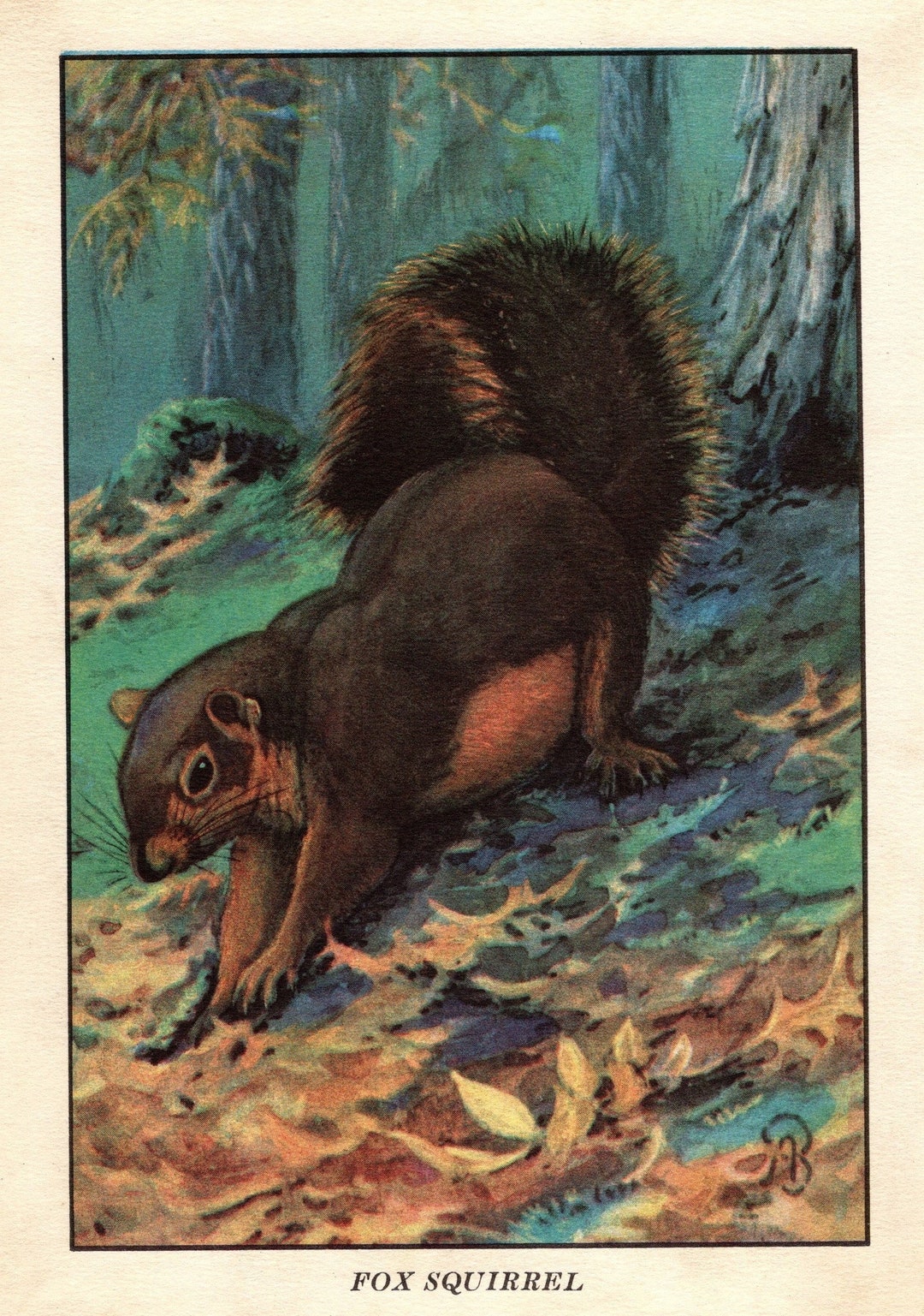 Antique Squirrel Print Wall Art Decor Vintage Fox Squirrel Illustration ...