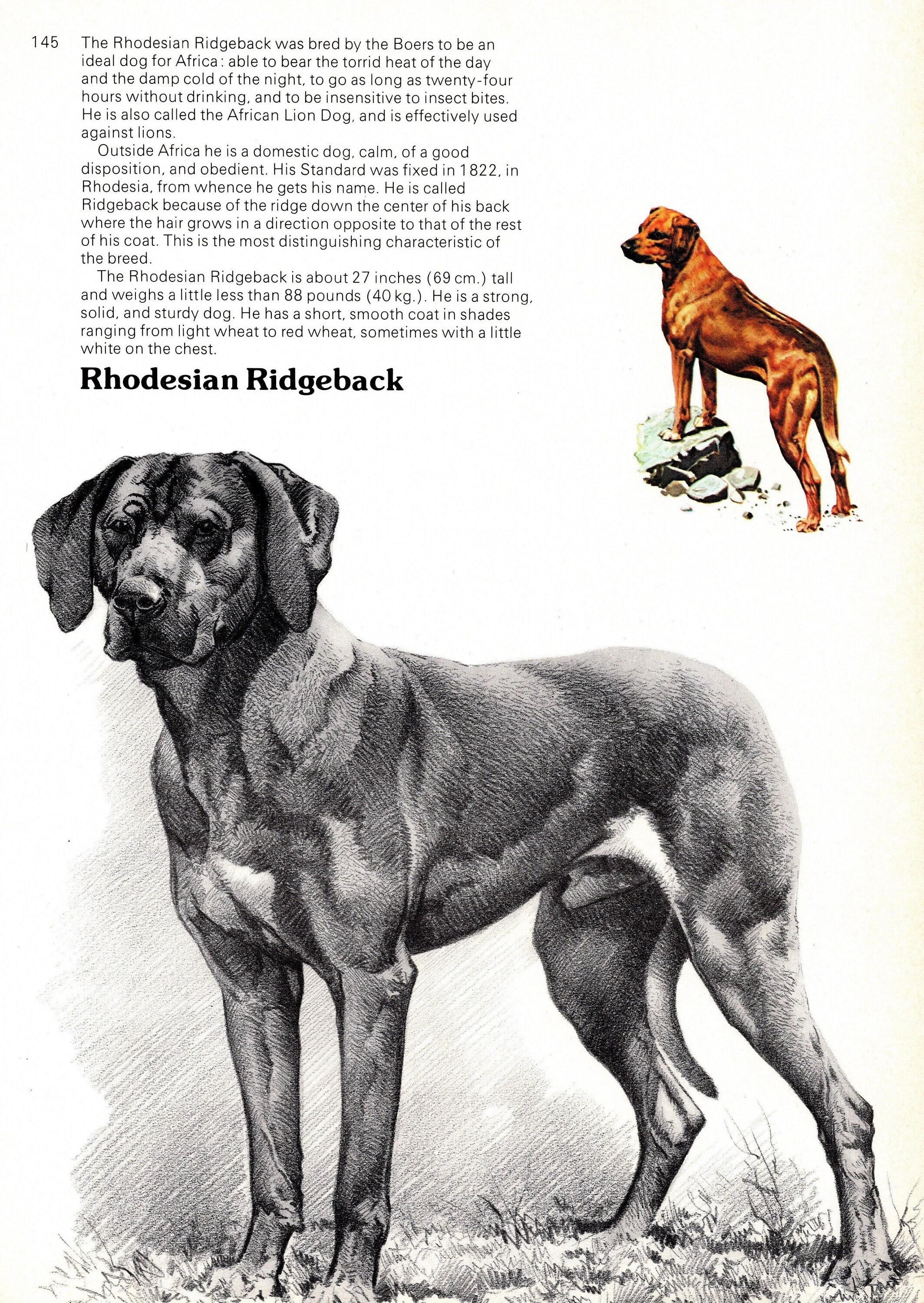 Rhodesian Ridgeback African Lion Dog