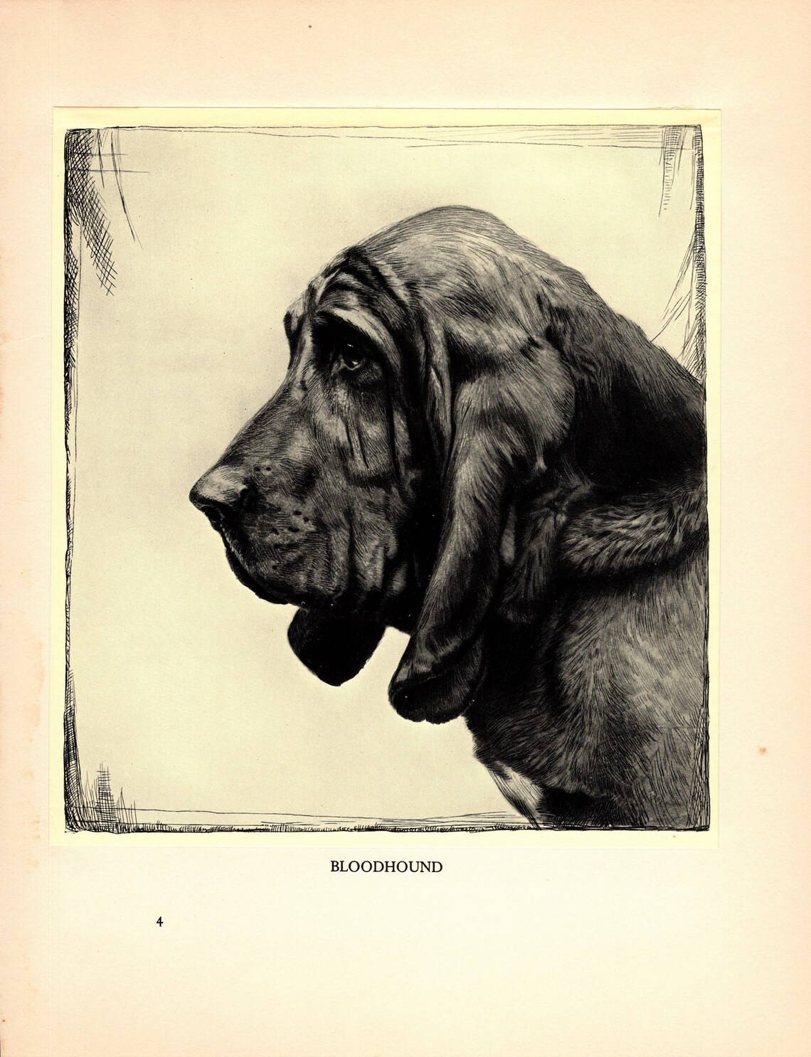 1935 Antique Bloodhound Dog Art Print Lovely Malcolm Nicholson - Etsy