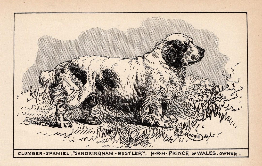 1900 Antique Clumber Spaniel Print Champion Sandringham Bustler Dog Art ...