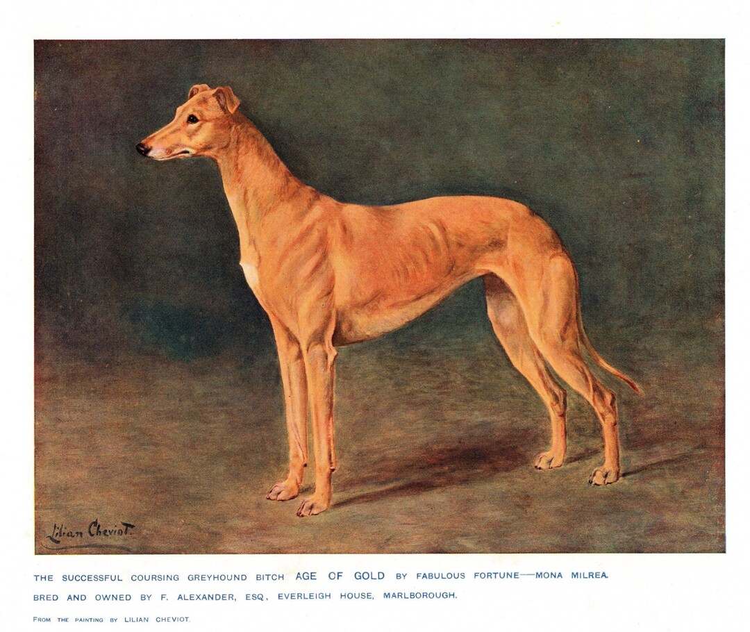 1911 Antique Greyhound Print Age of Gold Coursing Greyhound - Etsy