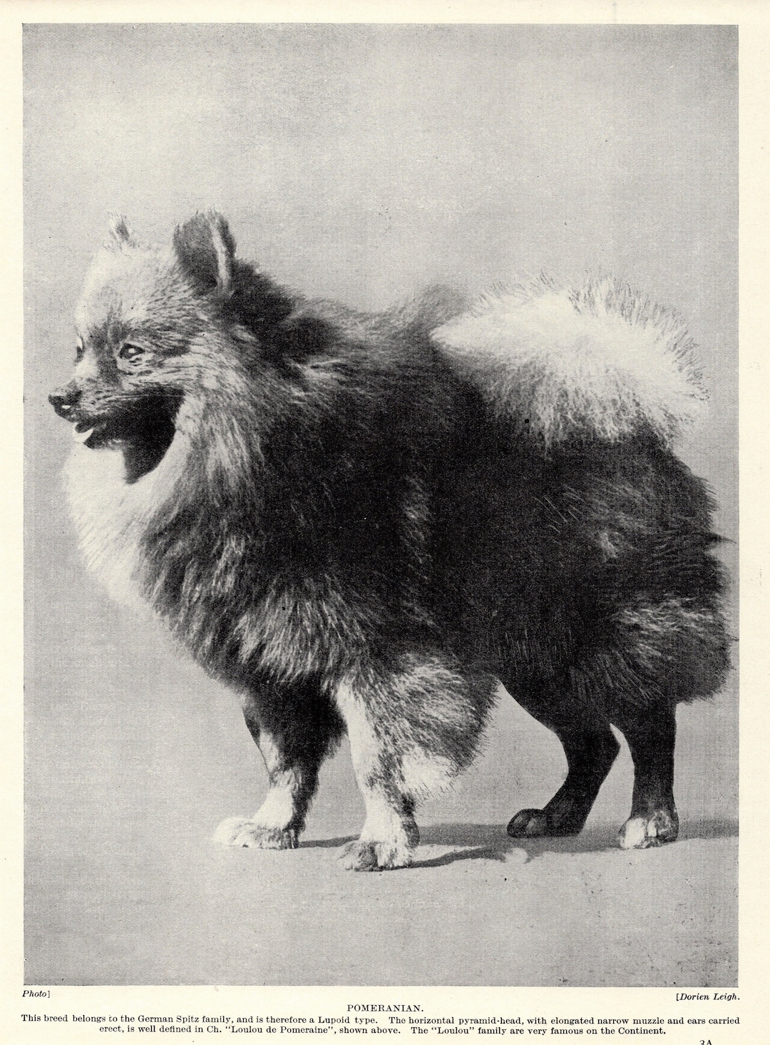 1930's Antique Pomeranian Print Gallery Wall Decor - Etsy