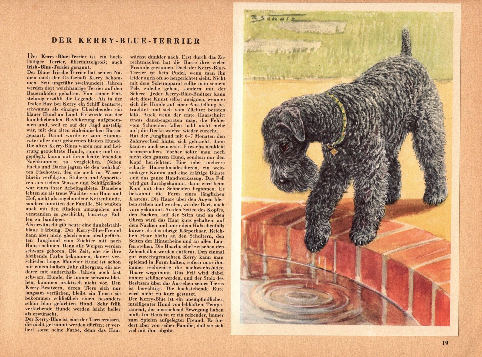 Vintage Kerry Blue Terrier Print Wall Art Decor Scholz Kerry Blue ...