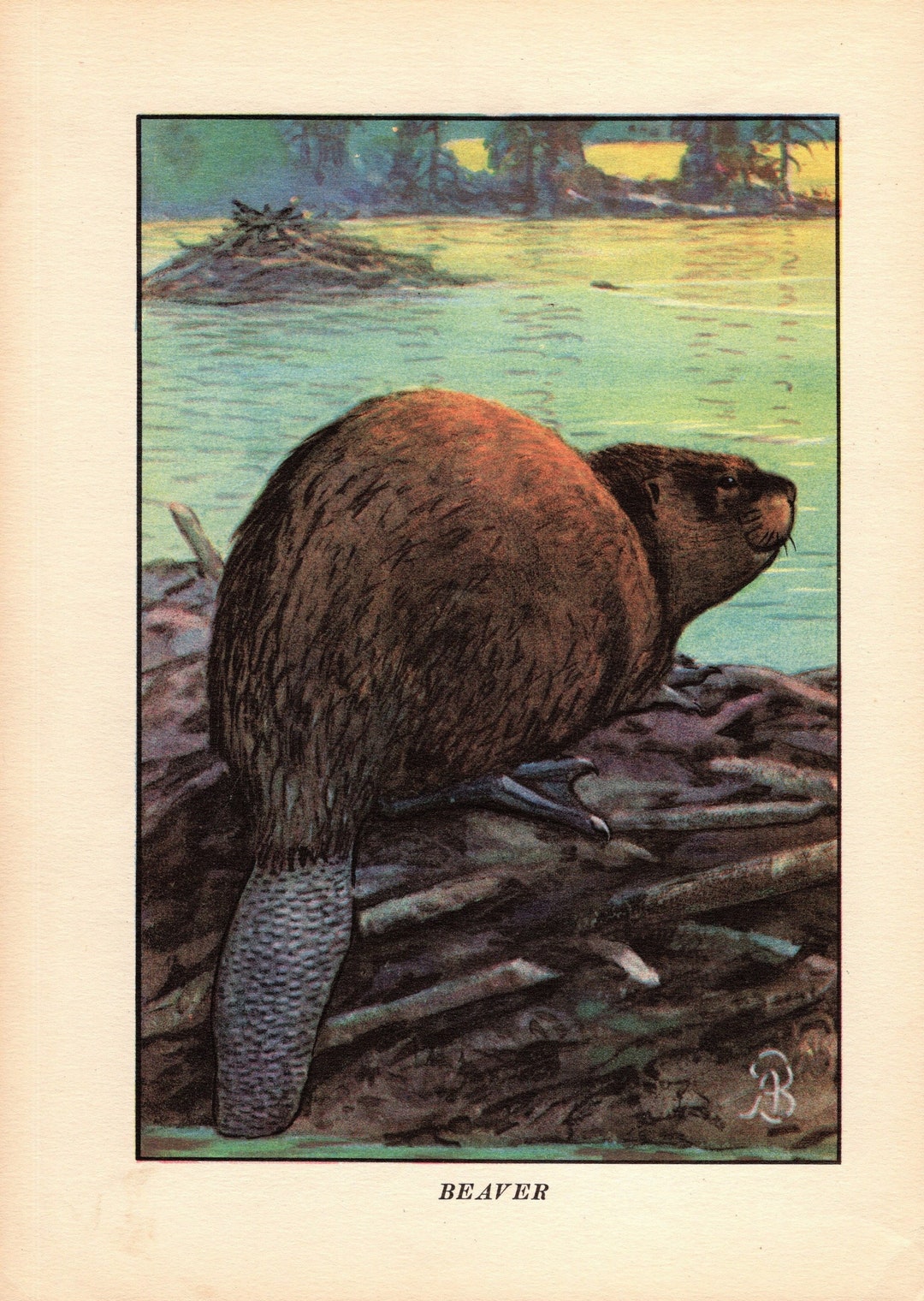 Antique Beaver Print Wall Art Decor Vintage Beaver Art - Etsy