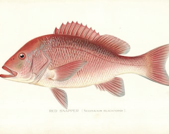Red Snapper Print - Etsy