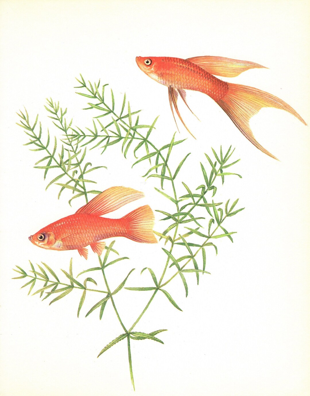 Vintage Tropical Fish Print Simpson's Swordtail Fish Wall Art Ocean ...