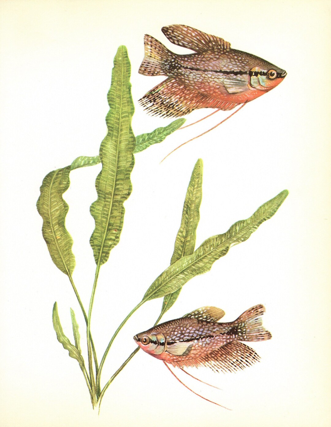 Vintage Tropical Fish Print Pearl Gourami Fish Wall Art Decor - Etsy