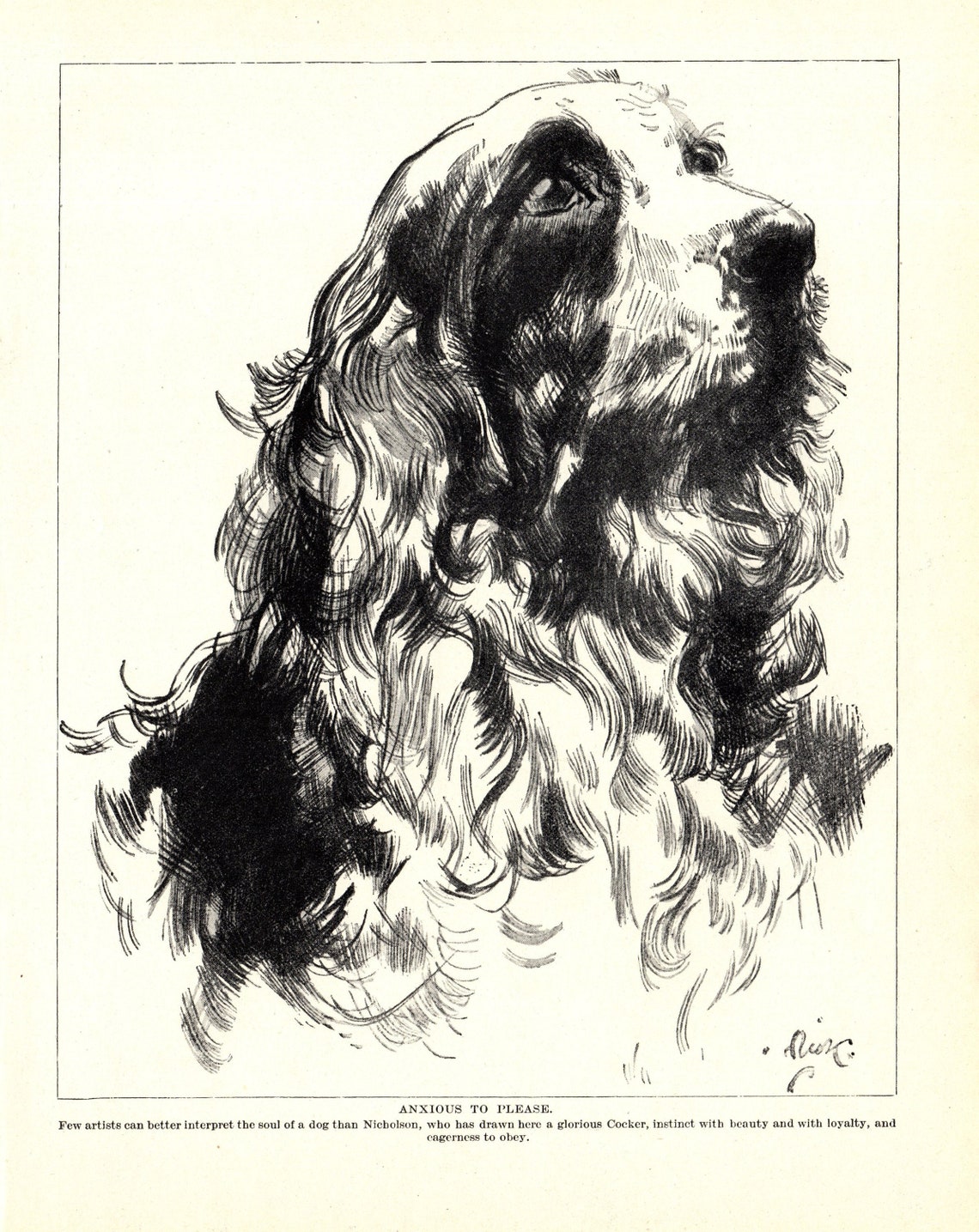 1930's Antique COCKER SPANIEL Dog Art Print Vintage | Etsy