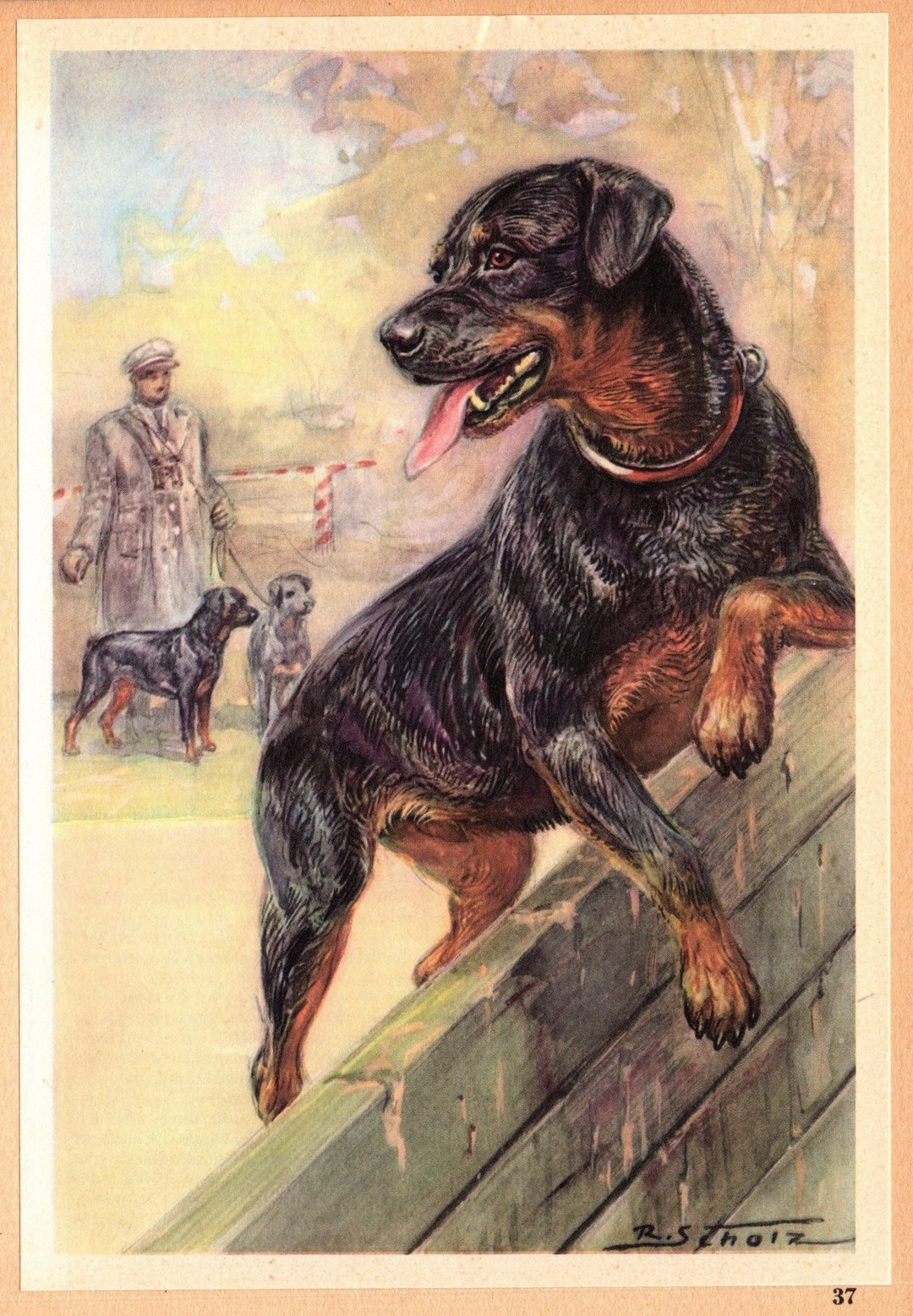 Vintage Rottweiler Print Wall Art Decor Scholz Rottweiler Art ...