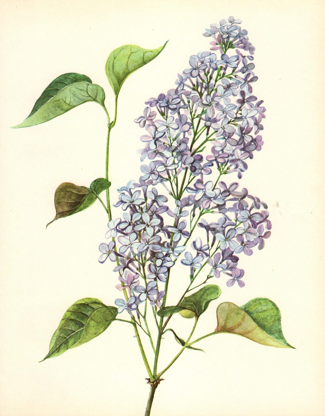 Beautiful Lilac Flower Art Print Botanical Print Purple Lilac Flower ...