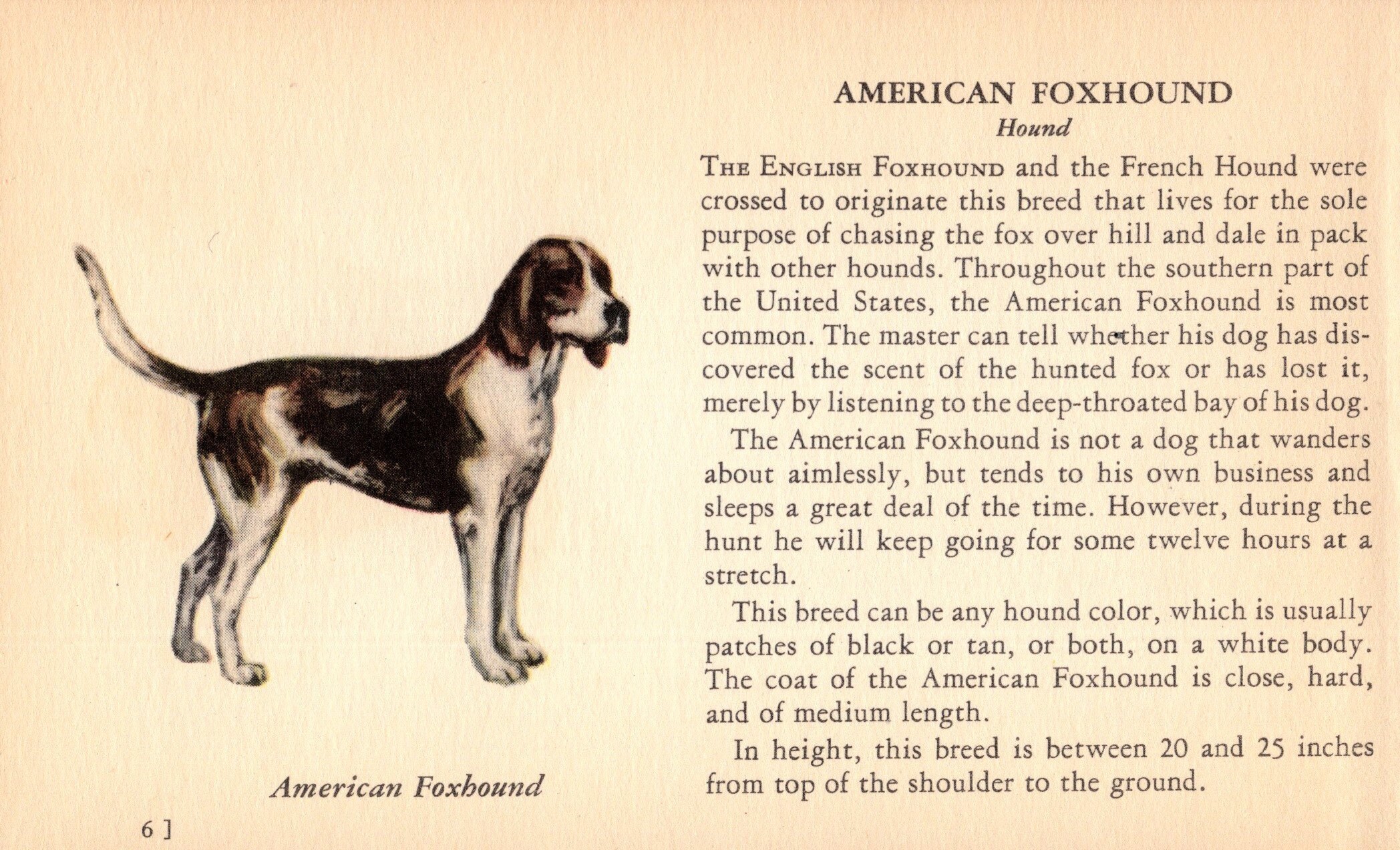 Can A American Foxhound And A Irish Wolfhound Be Friends